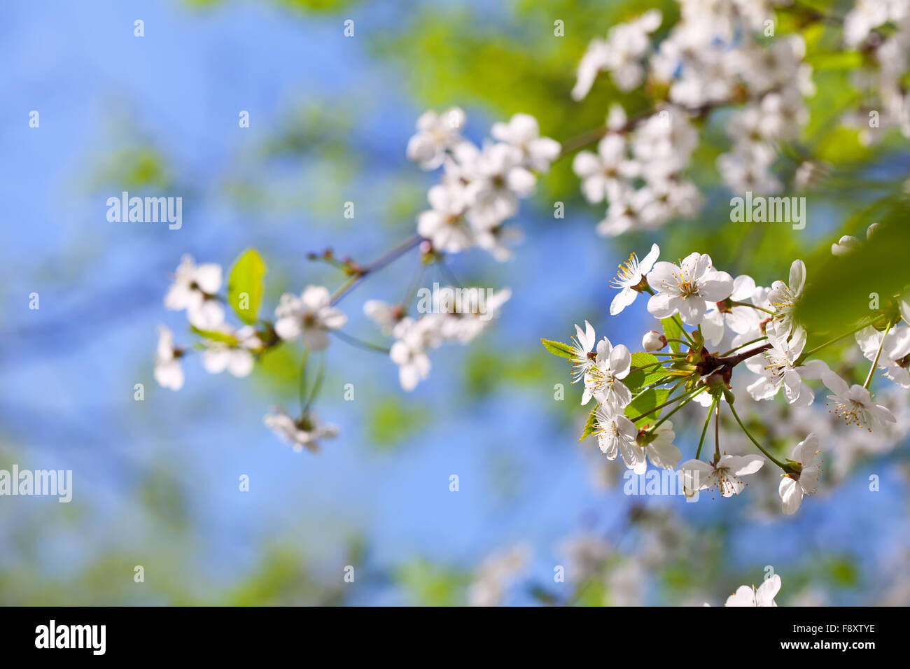 blooms tree branch in spring against blur background Stock Photo - Alamy
