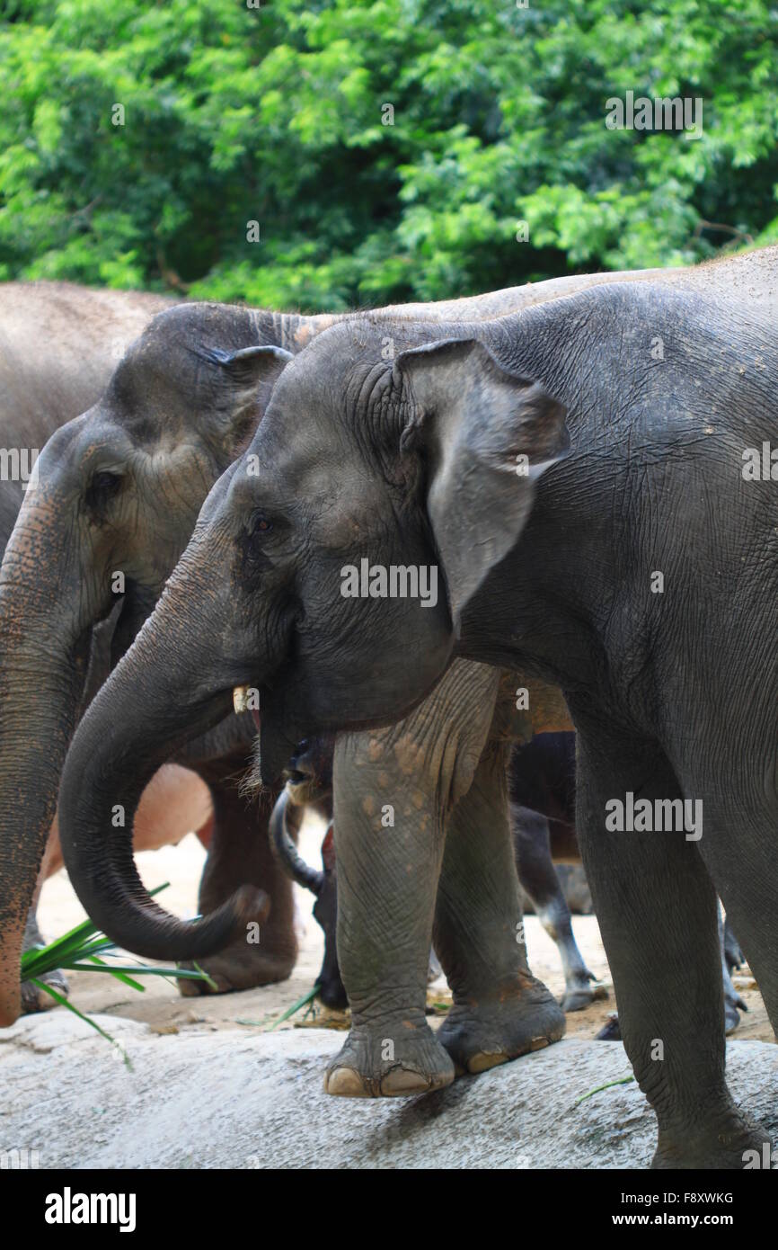 Elephant pack waiting for feeding from traveler Stock Photo - Alamy