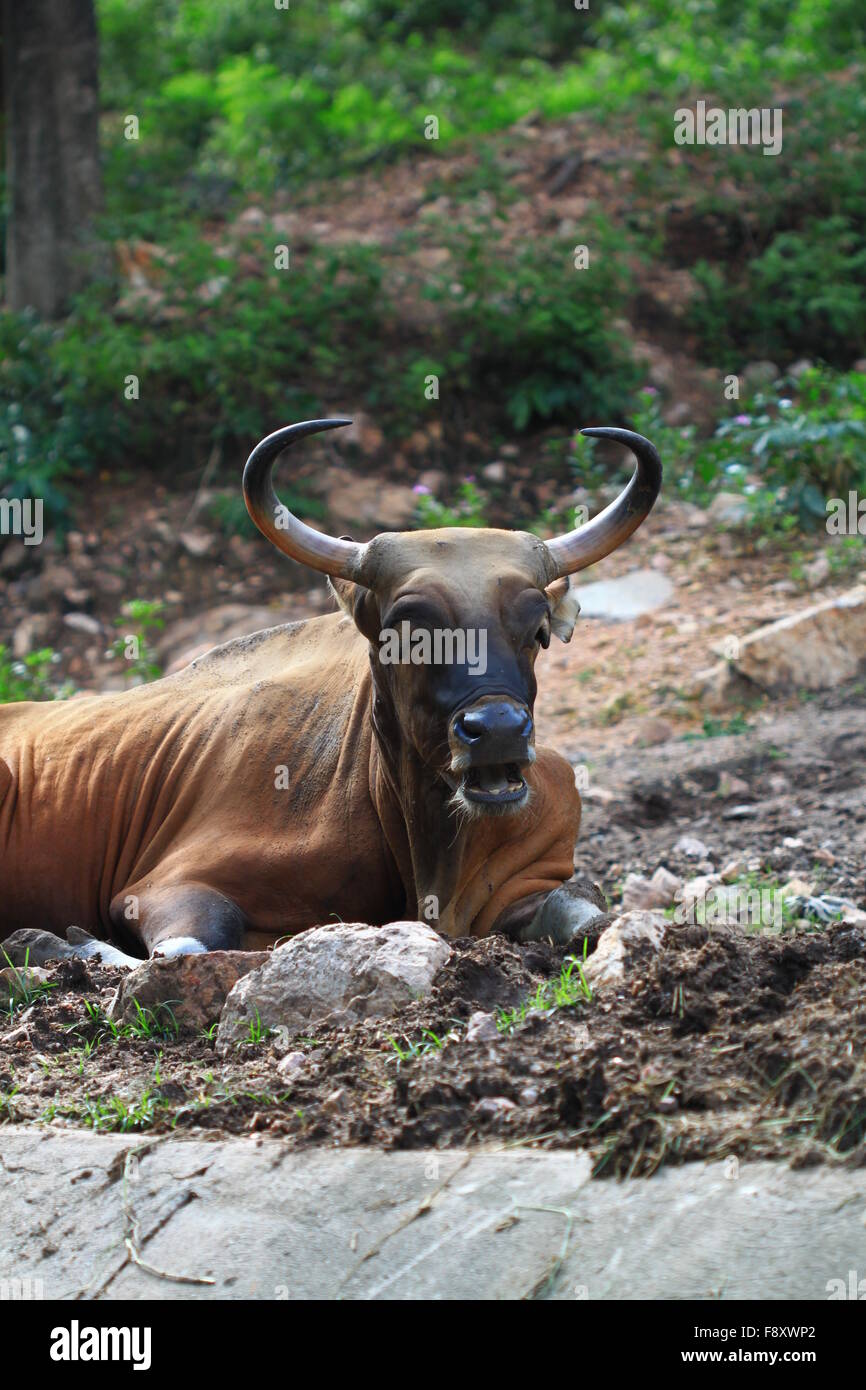 Buffalo Face Stock Photos & Buffalo Face Stock Images - Alamy