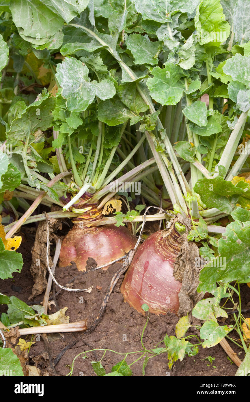 Rutabaga Plant