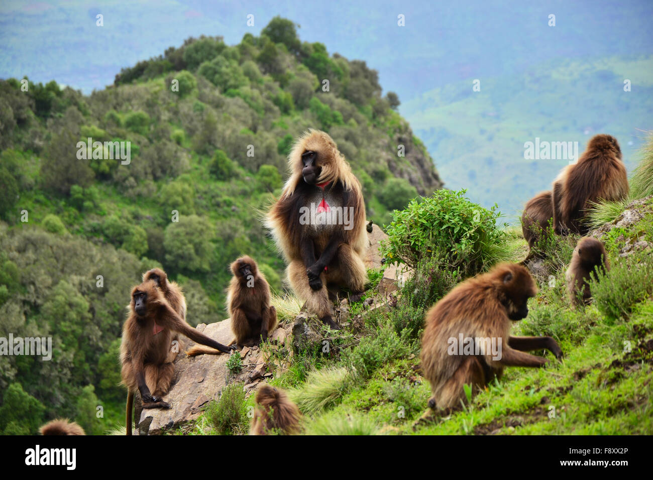 Monkey pack hi-res stock photography and images - Alamy