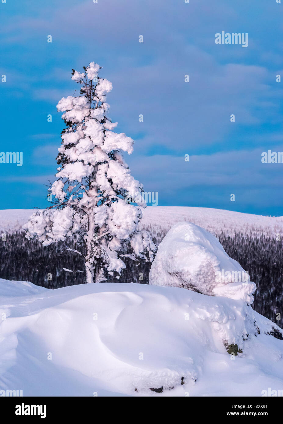 Snowy tree and a boulder Stock Photo - Alamy