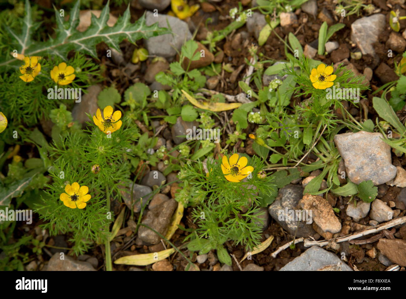 Adonis Flowers High Resolution Stock Photography and Images - Alamy