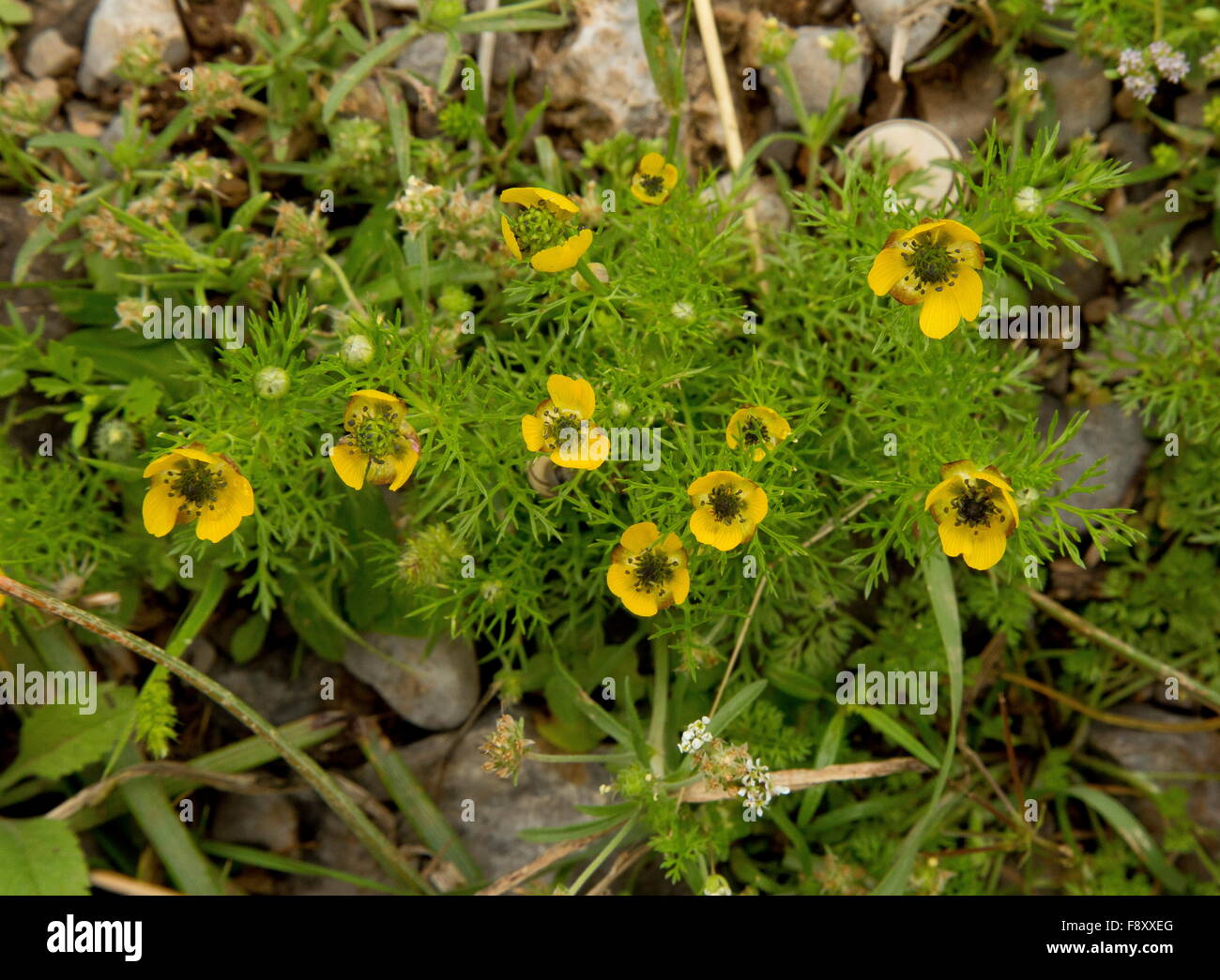 Yellow Pheasant's eye, Adonis microcarpa, (can be yellow or red), Crete ...