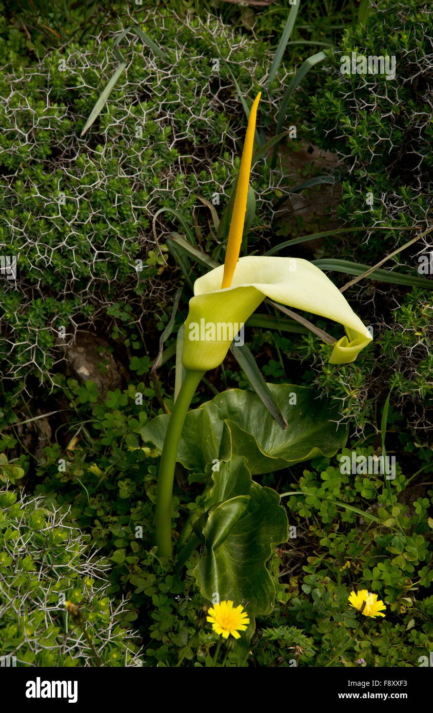 Cretan arum, Arum creticum in flower in east Crete, Greece. Known only ...