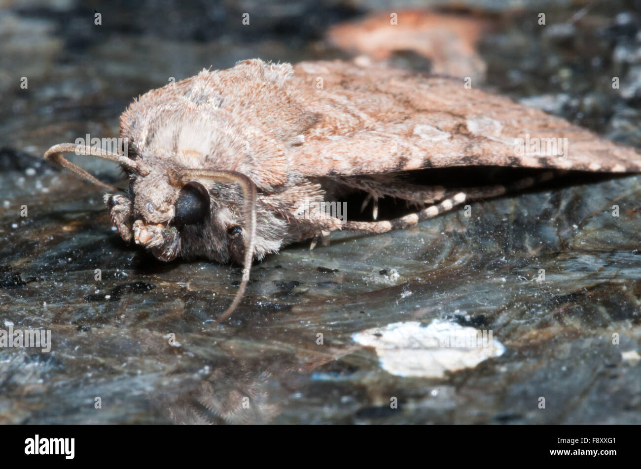 Night Insect Brown Moth Stock Photo - Alamy