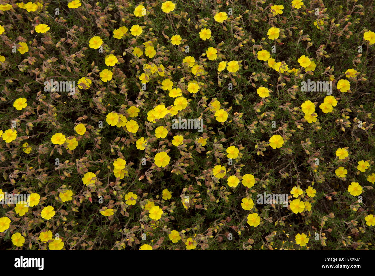 Thyme leaved fumana fumana thymifolia hi-res stock photography and ...