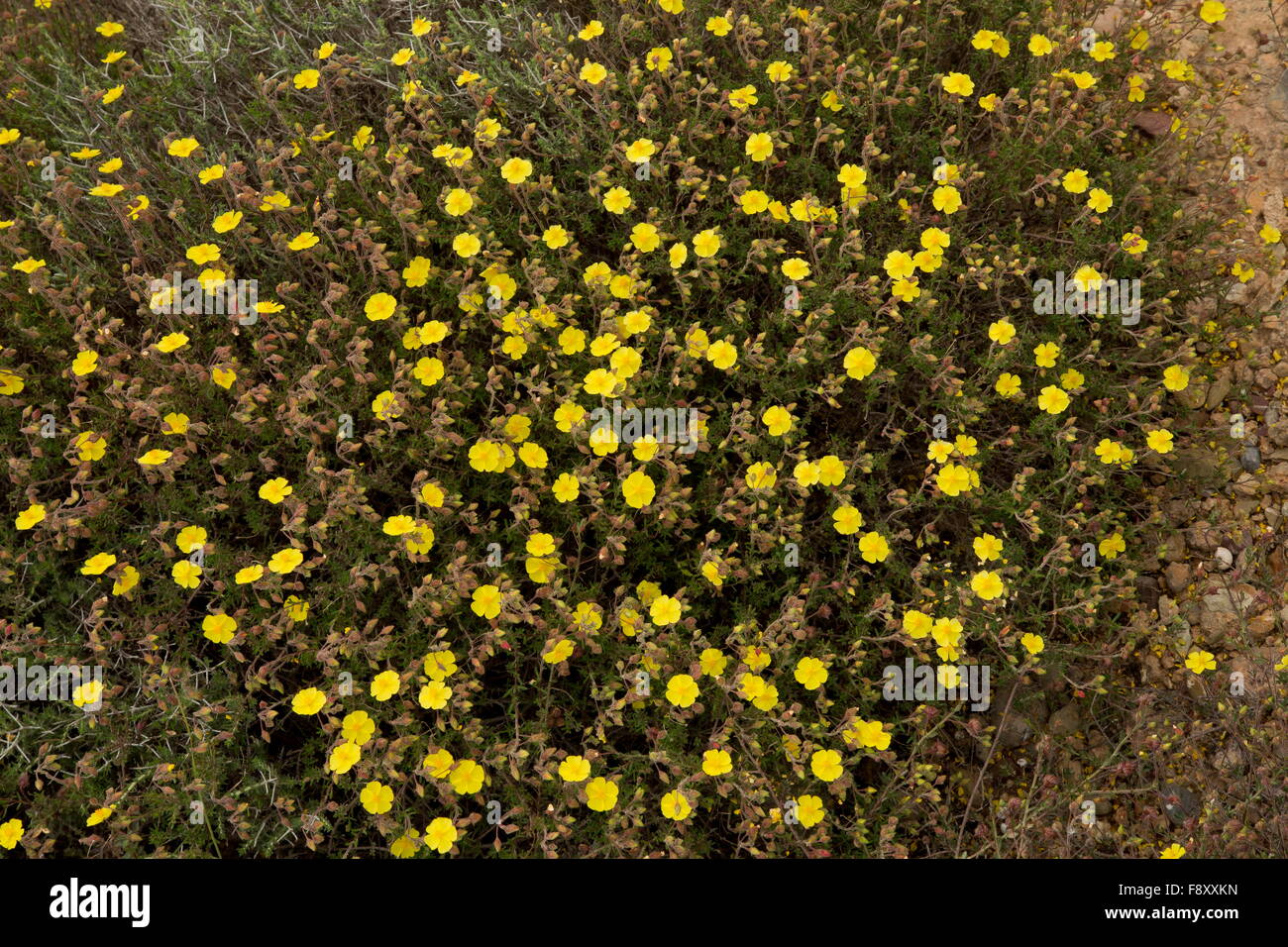 Thyme-leaved Fumana, Fumana thymifolia in full flower, Crete, Greece ...