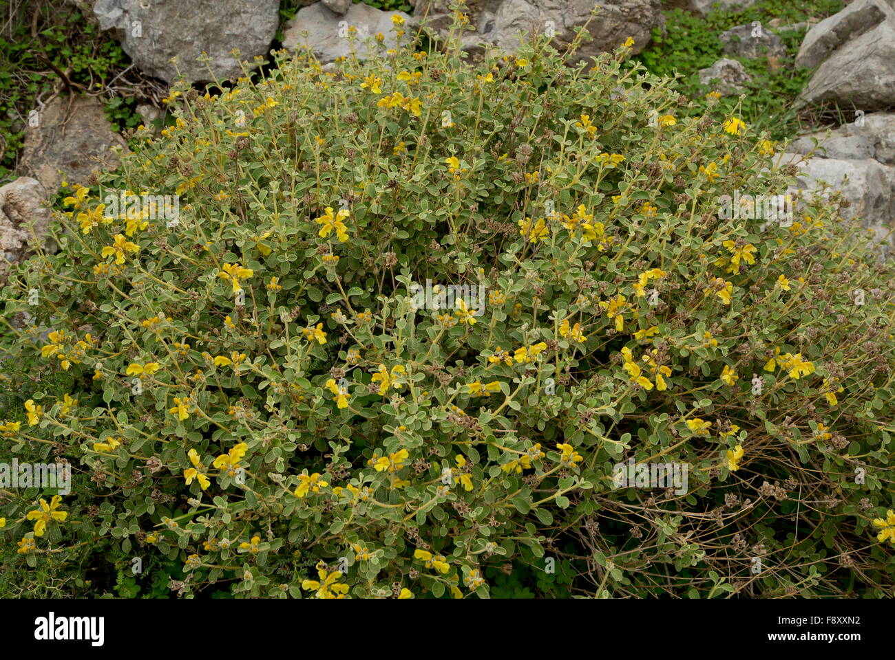 Dwarf jerusalem sage hi-res stock photography and images - Alamy