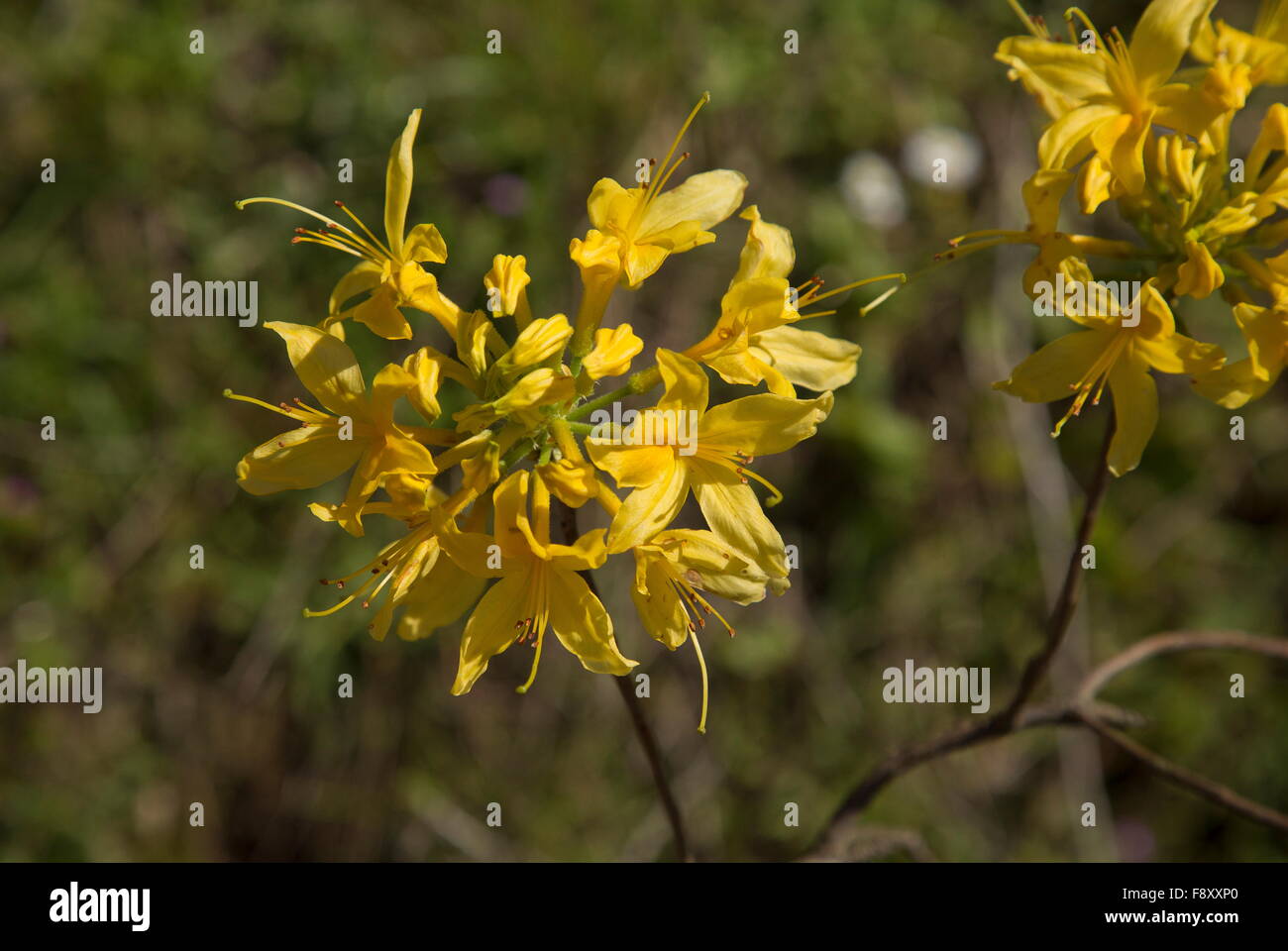 Honeysuckle Azalea or Yellow Azalea, Rhododendron luteum, in flower in ...