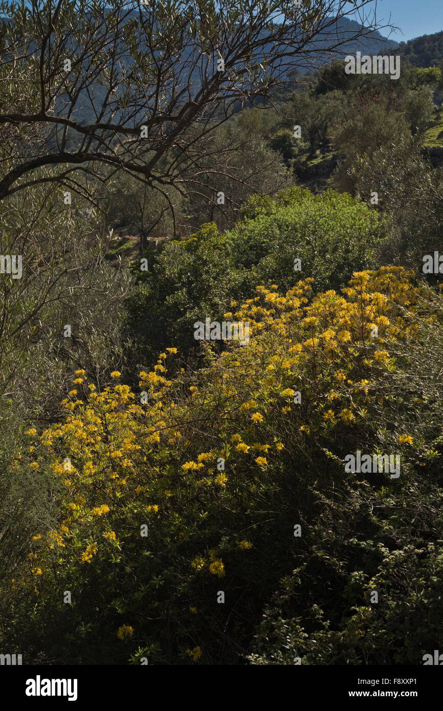 Honeysuckle Azalea or Yellow Azalea, Rhododendron luteum, in flower in ...