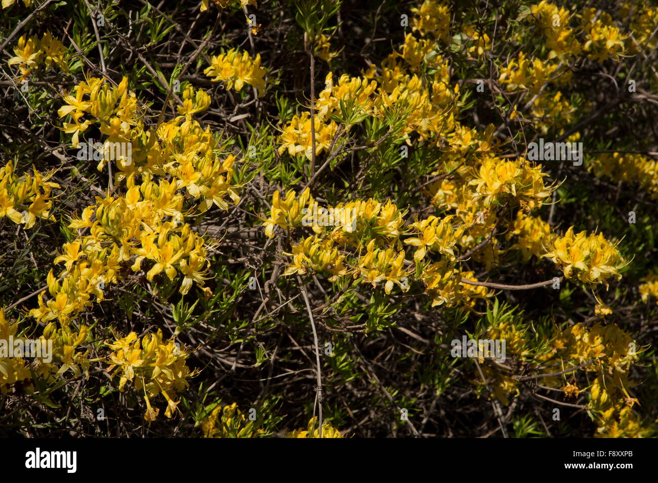 Honeysuckle Azalea or Yellow Azalea, Rhododendron luteum, in flower in ...