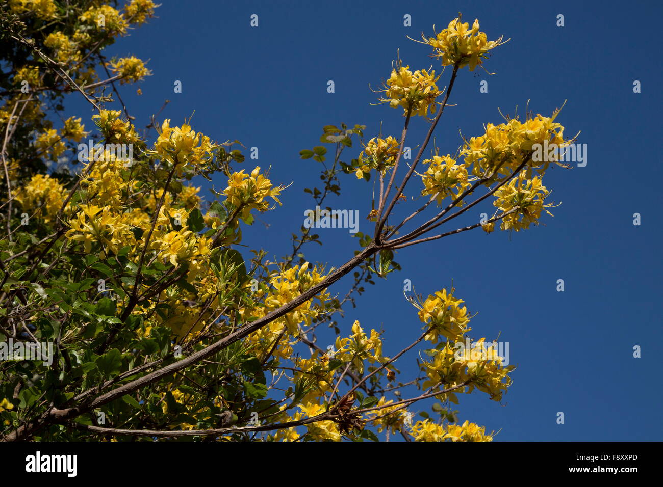 Honeysuckle Azalea or Yellow Azalea, Rhododendron luteum, in flower in ...