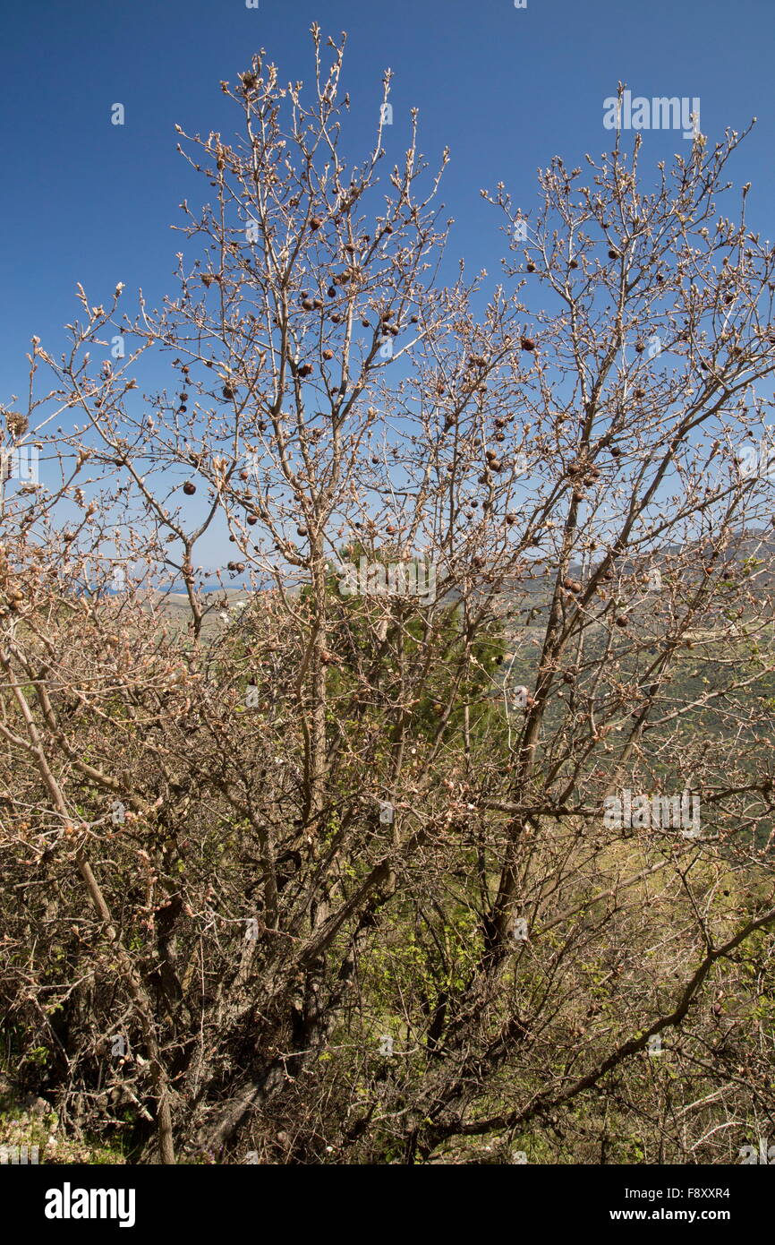 Quercus lusitanica ssp infectoria hi-res stock photography and images ...
