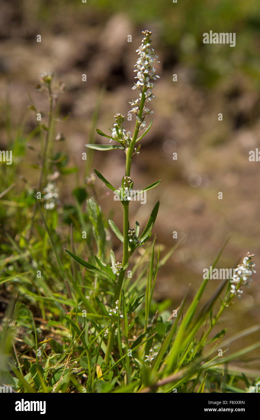 Crucifer flower hi-res stock photography and images - Alamy