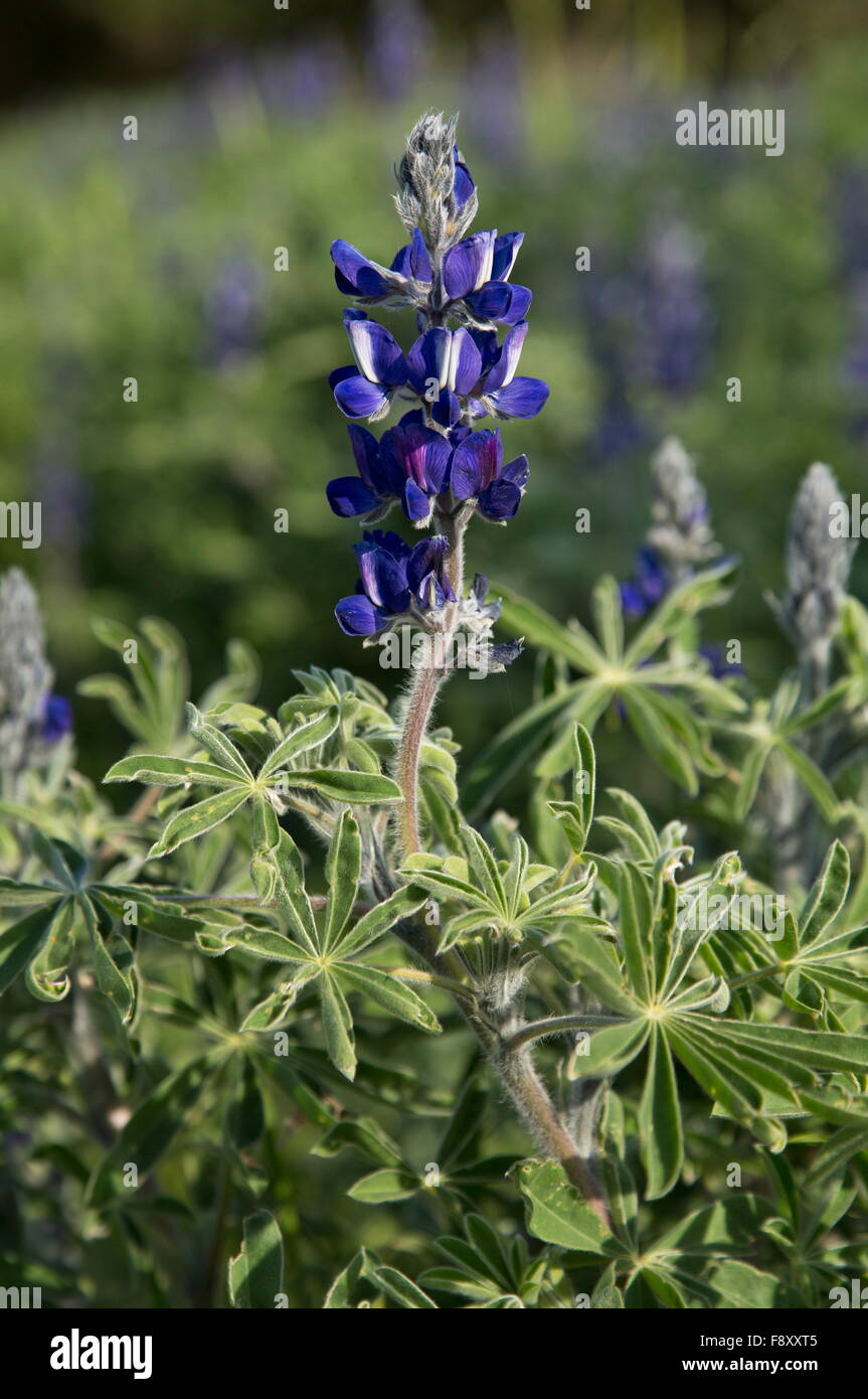 Blue lupin hi-res stock photography and images - Alamy