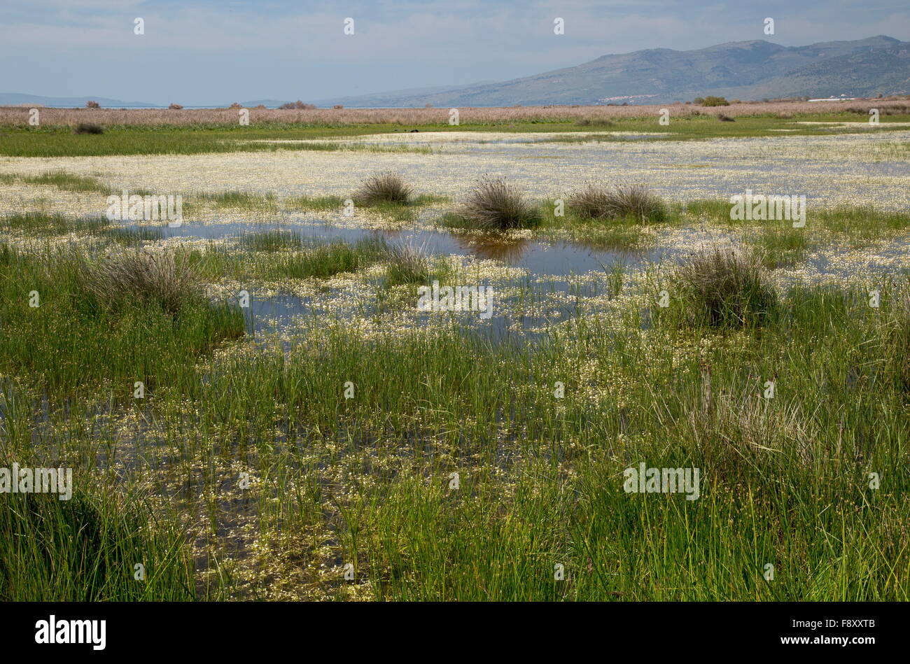 Kalloni lagoon hi-res stock photography and images - Alamy