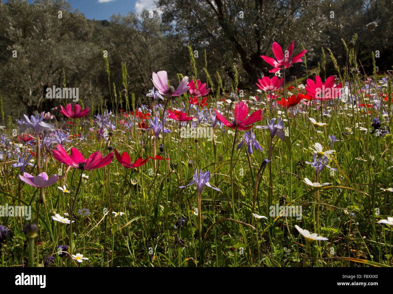 Olive tree and spring flowers greece hi-res stock photography and ...