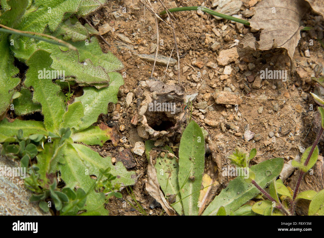Turreted Spider hole - the nest of a largely subterranean 'true ...