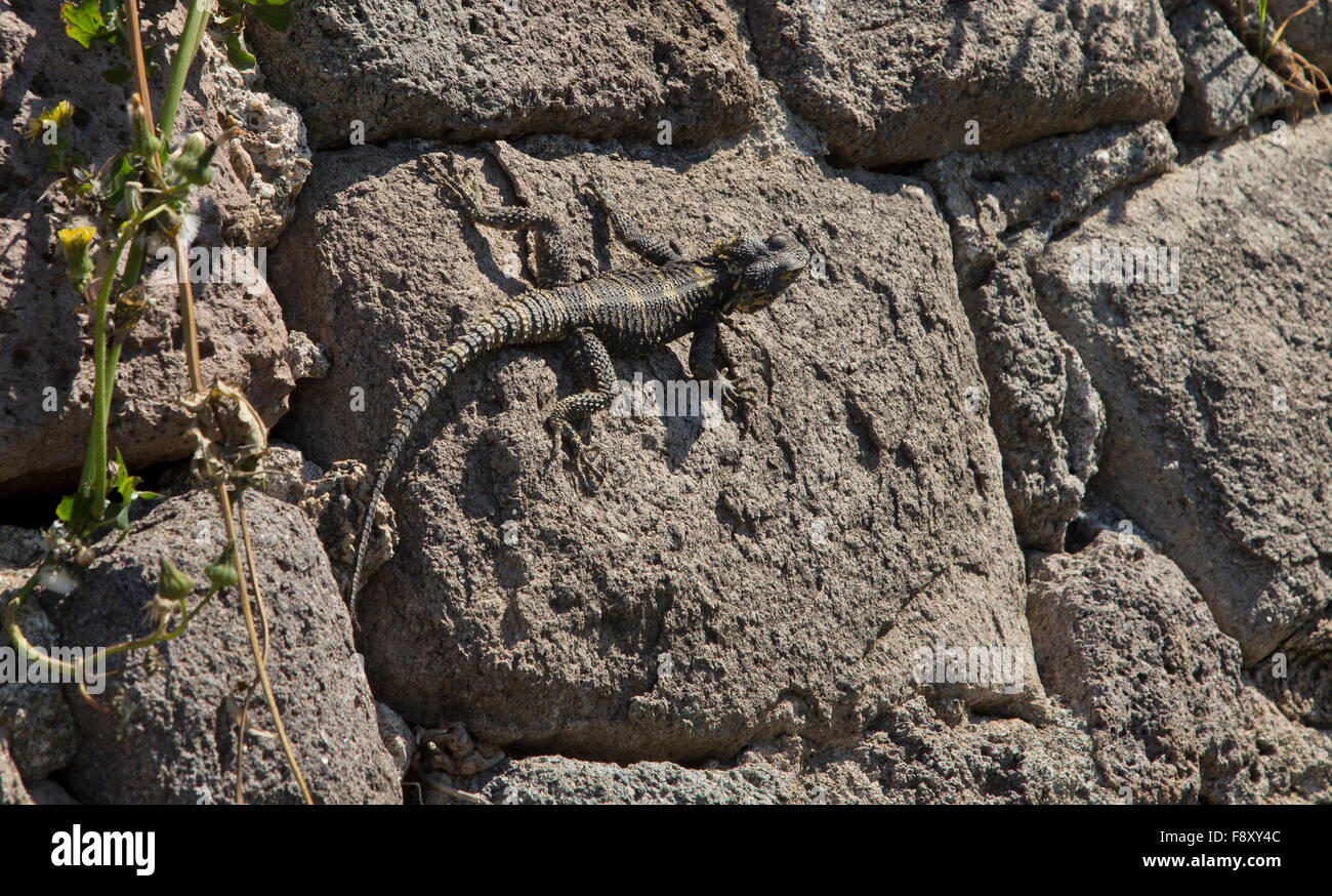 Greek Lizards High Resolution Stock Photography and Images - Alamy