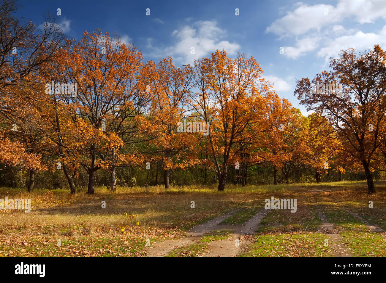 Autumn lanscape with oak grove in september Stock Photo - Alamy