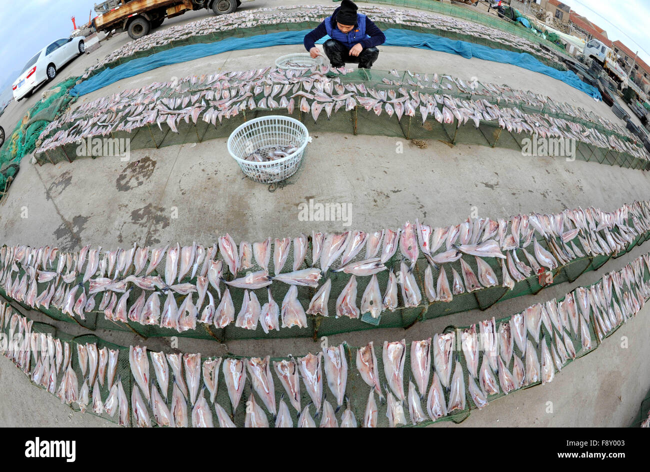 Lianyungang, China's Jiangsu Province. 12th Dec, 2015. Fish are aired ...
