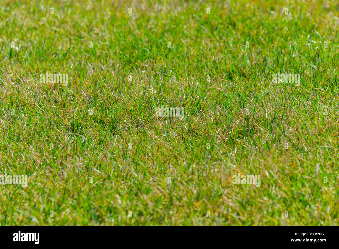 Close up of green grass for your background Stock Photo - Alamy