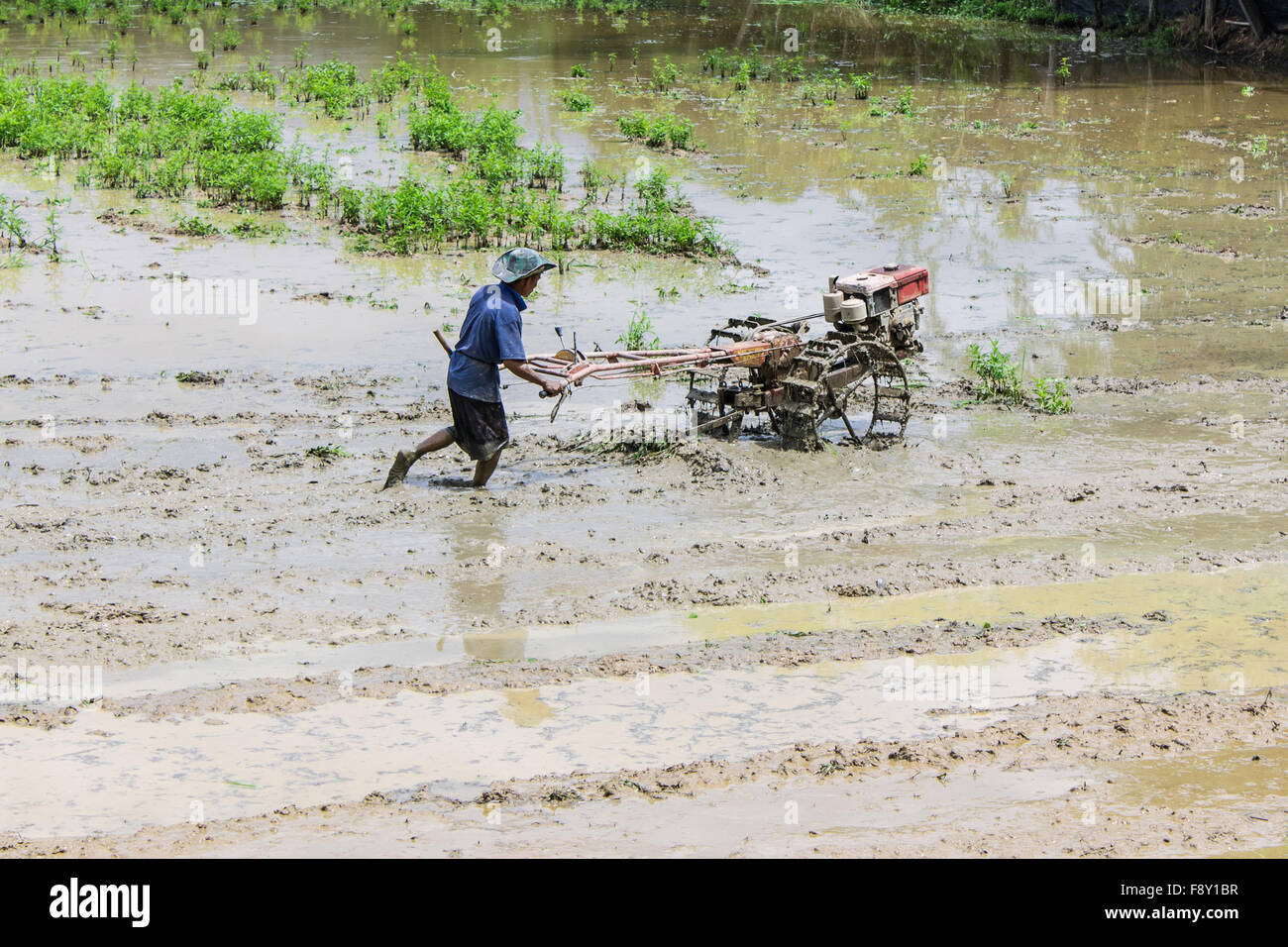 Asia Farmer using tiller tractor in rice field Stock Photo - Alamy
