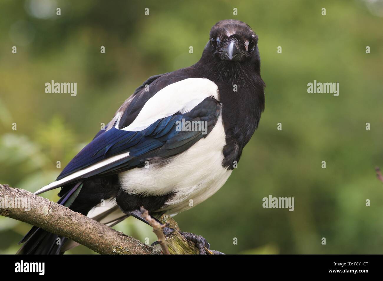 Young magpie hi-res stock photography and images - Alamy