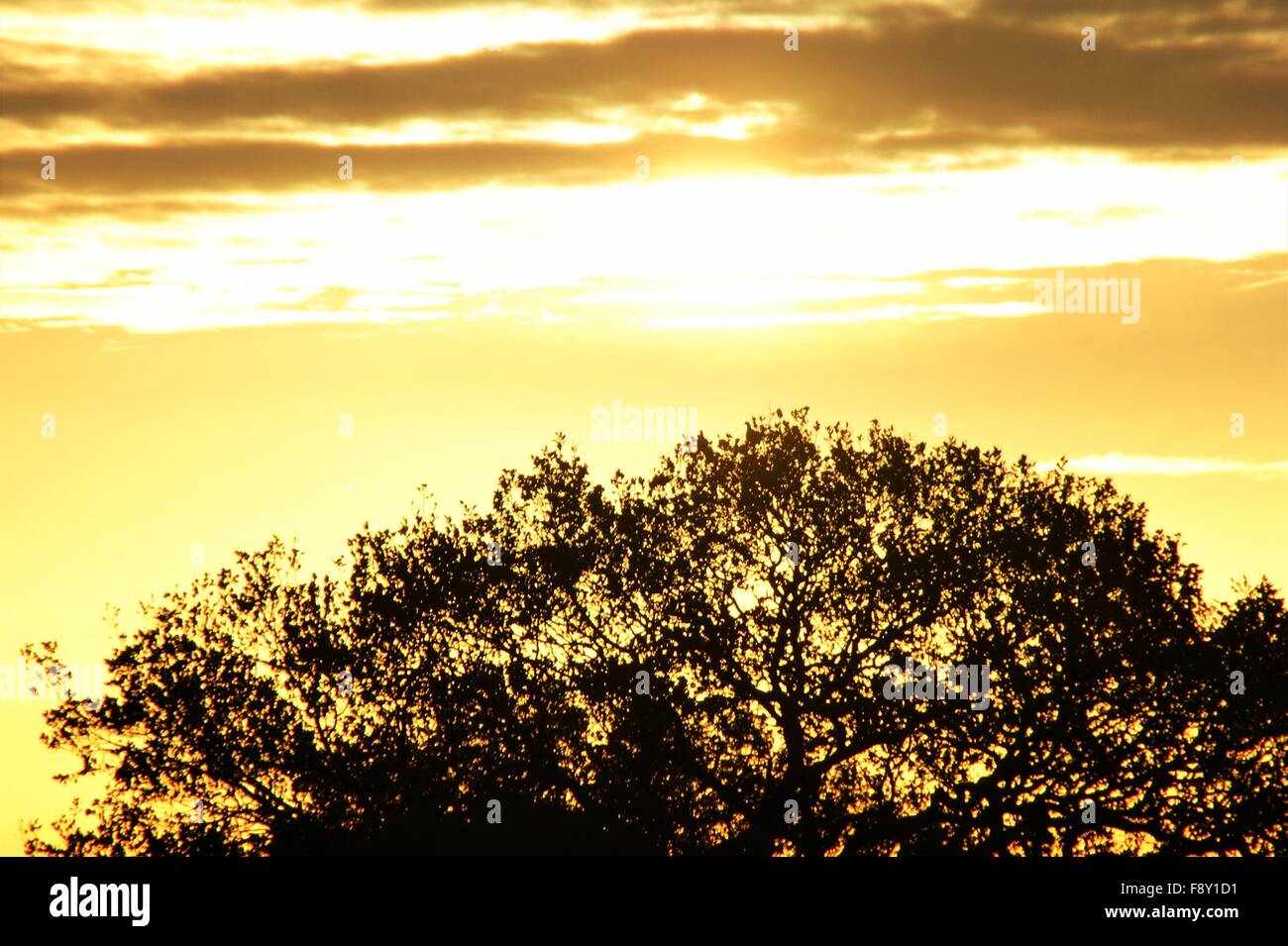 sunrise through tree Stock Photo - Alamy