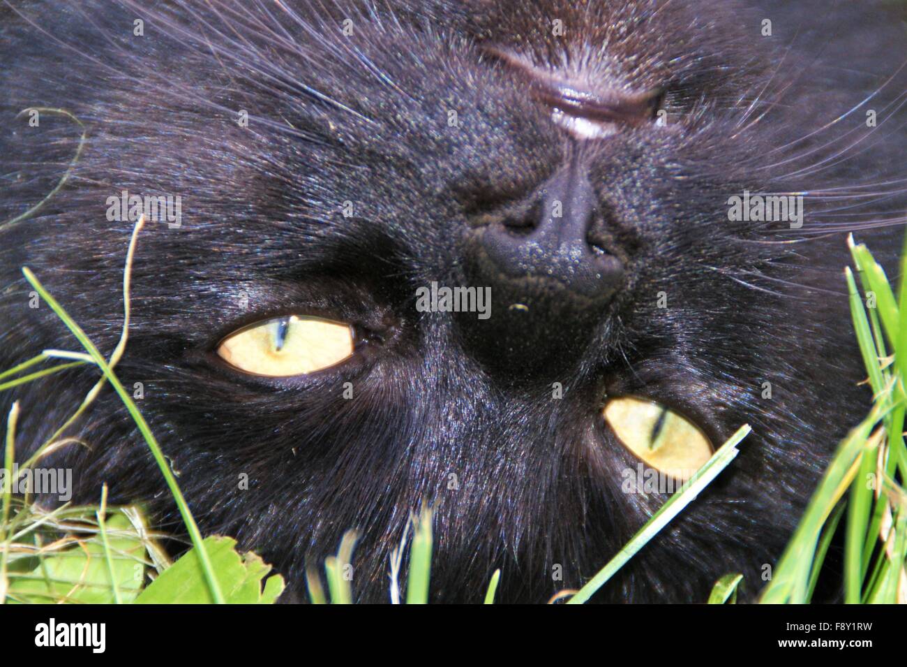 closeup cats face Stock Photo - Alamy