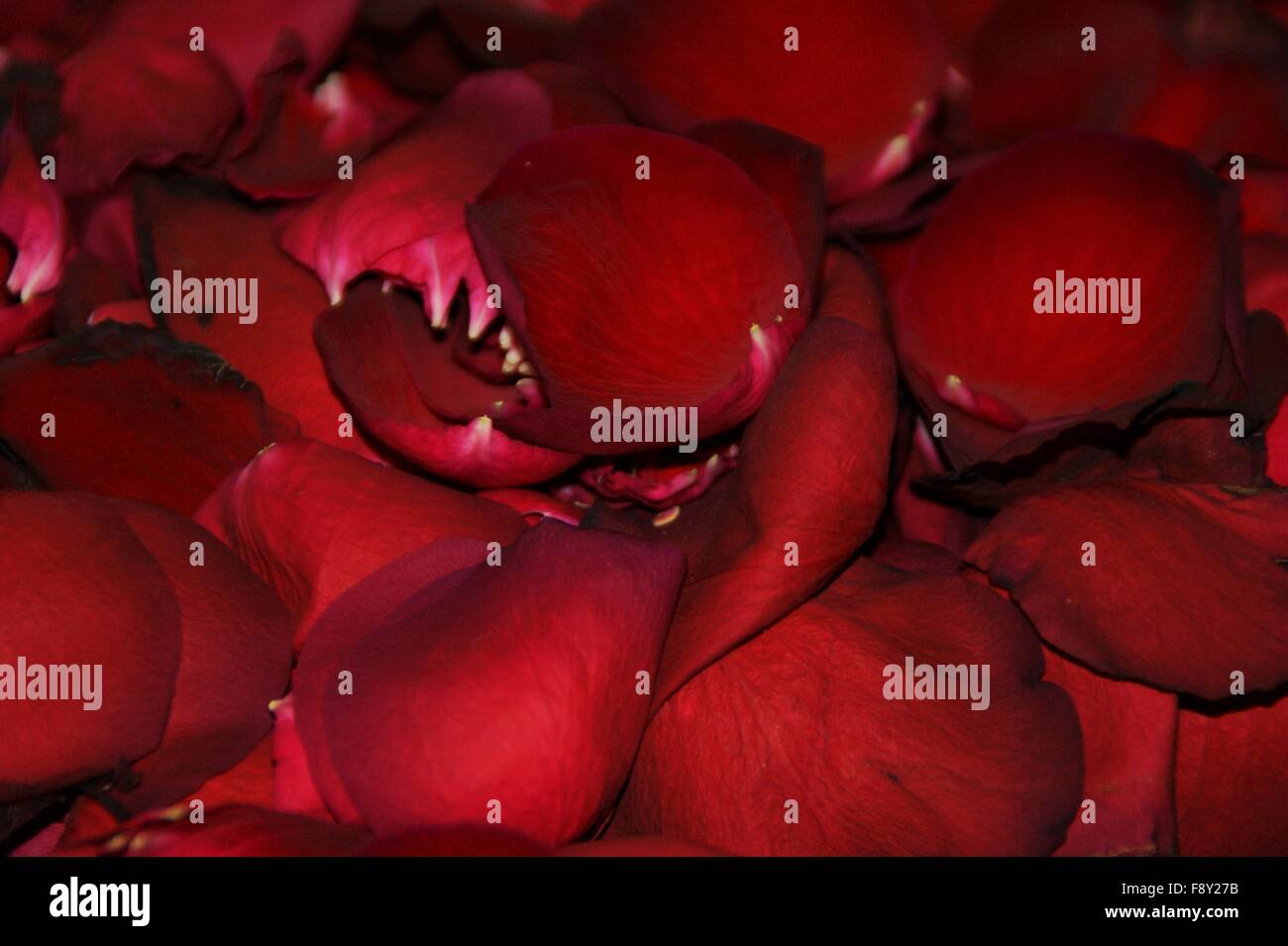 red rose petals Stock Photo - Alamy