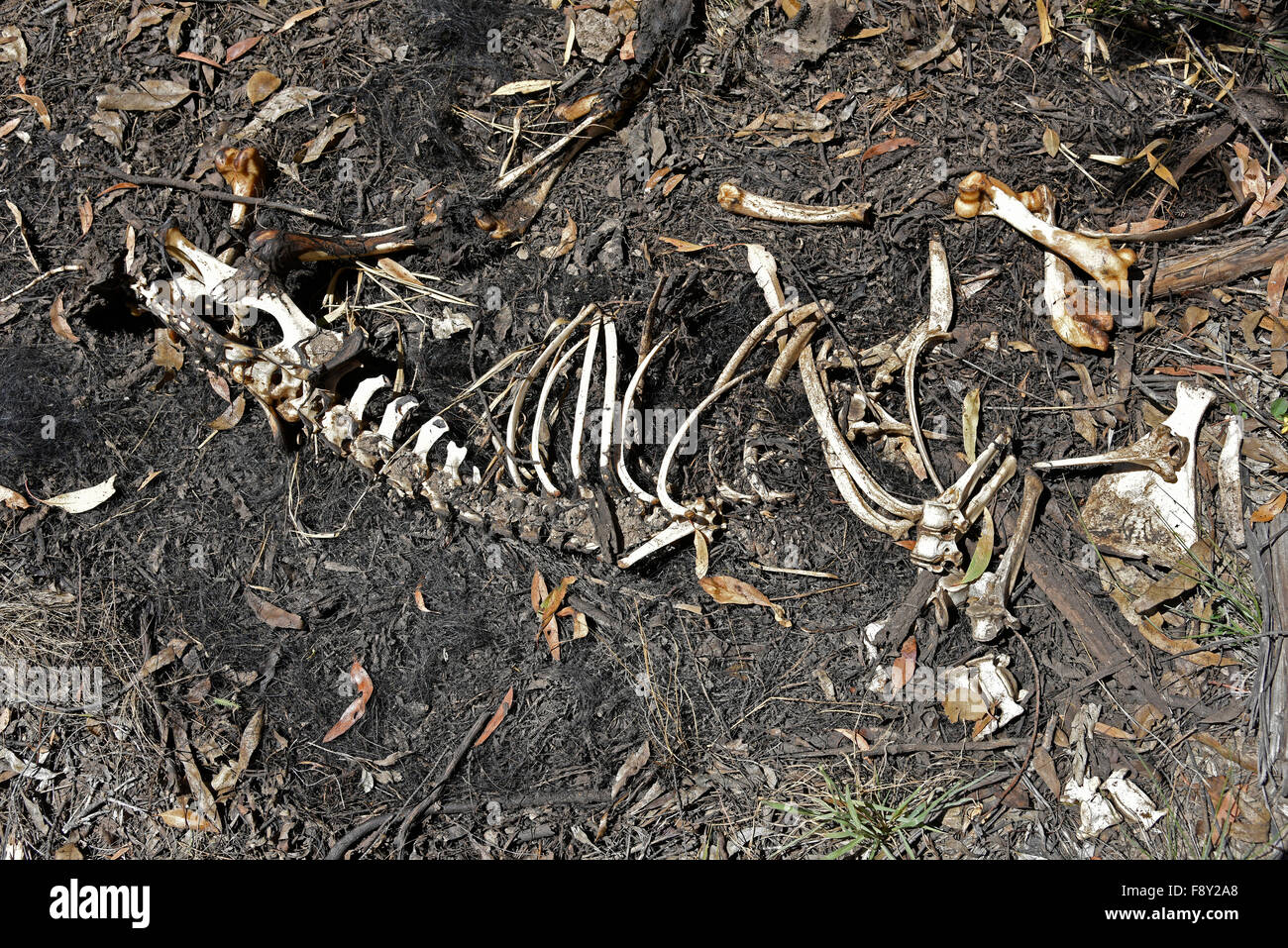 At A Dead Sheep Stock Photos & At A Dead Sheep Stock Images - Alamy