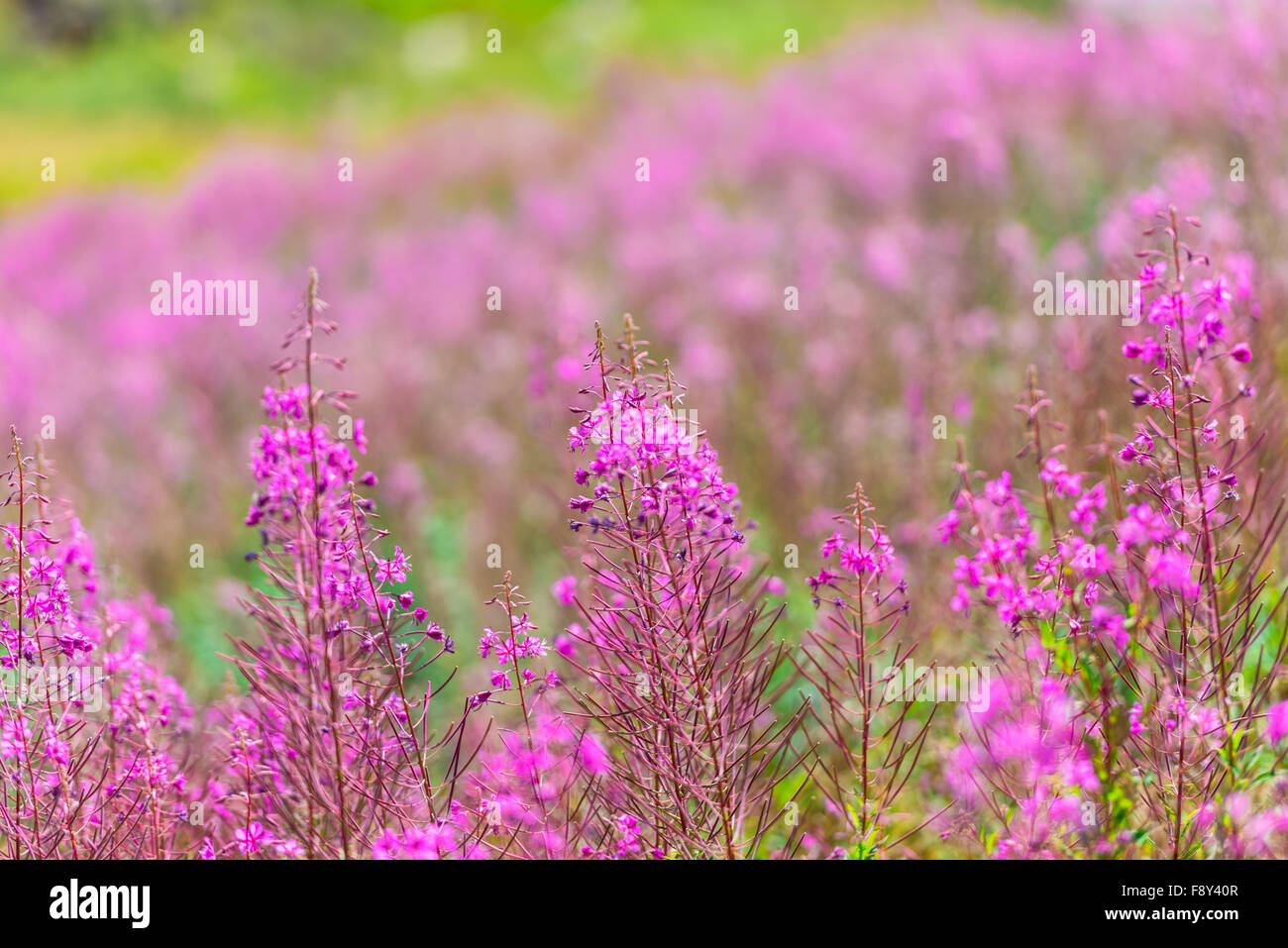 Fluffy pink flowers hi-res stock photography and images - Alamy