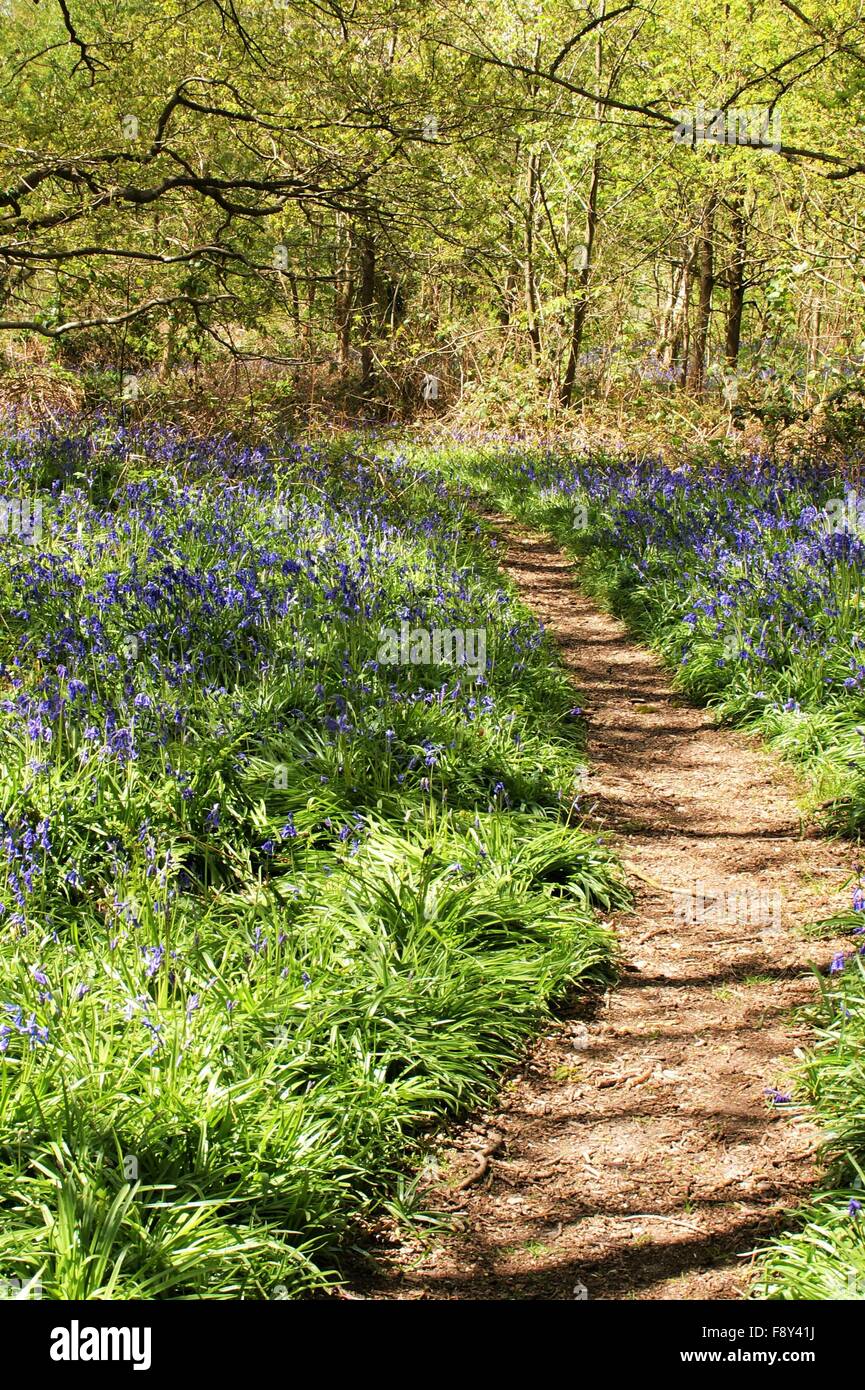 Blue pathway hi-res stock photography and images - Alamy