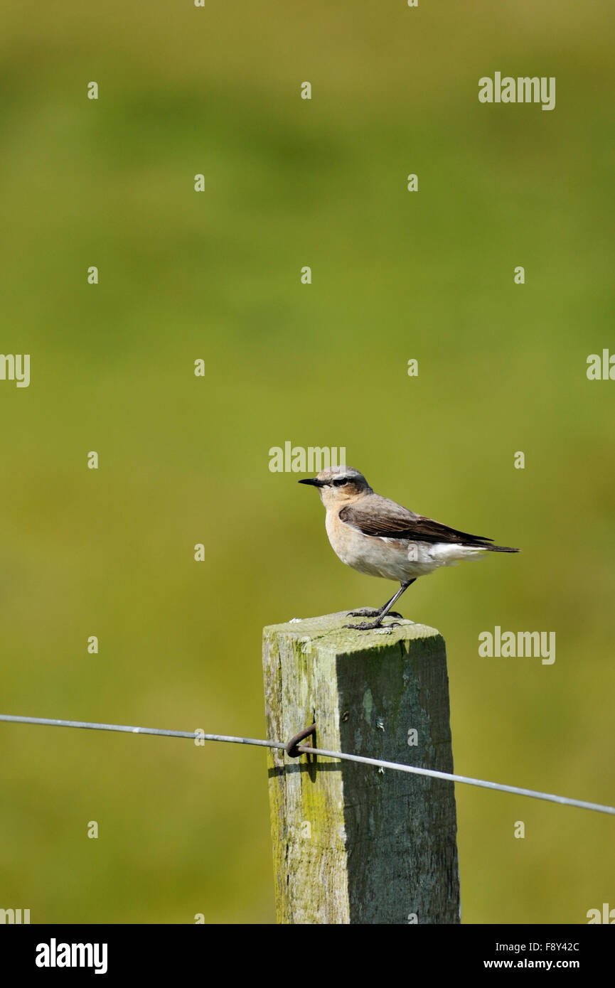 Wheatear portrait hi-res stock photography and images - Alamy