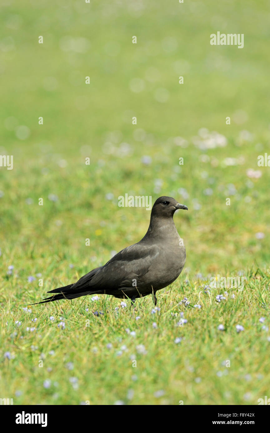 Breeding skua stercorarius skua hi-res stock photography and images - Alamy
