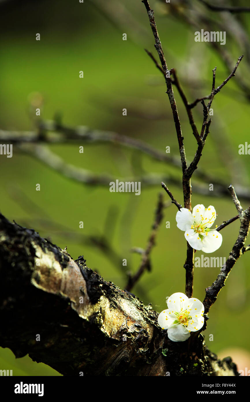 The colorful plum flowers closeup Stock Photo - Alamy