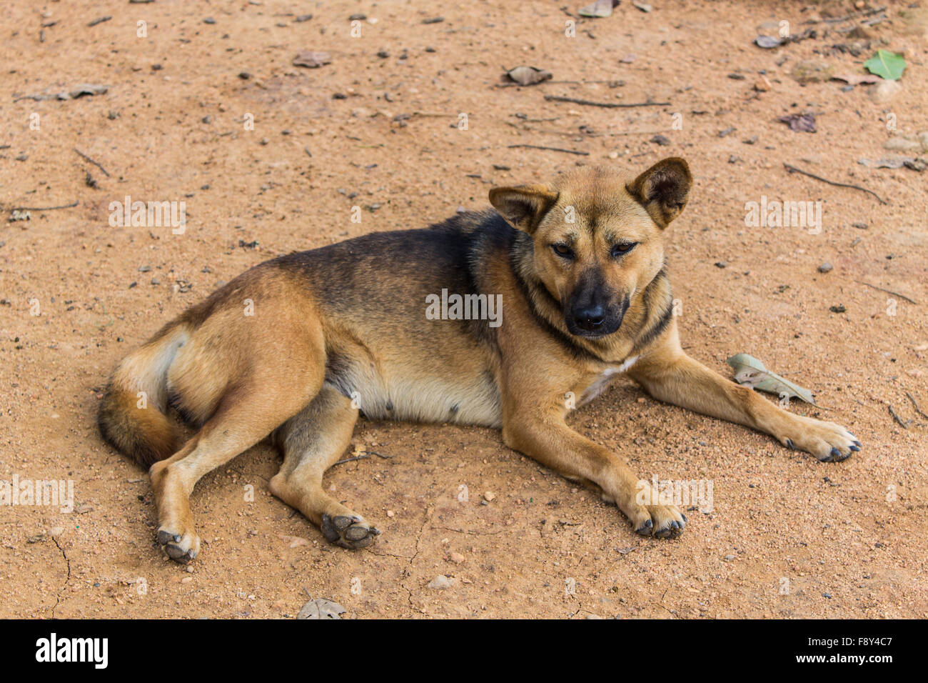 Thai Stray dog Stock Photo - Alamy