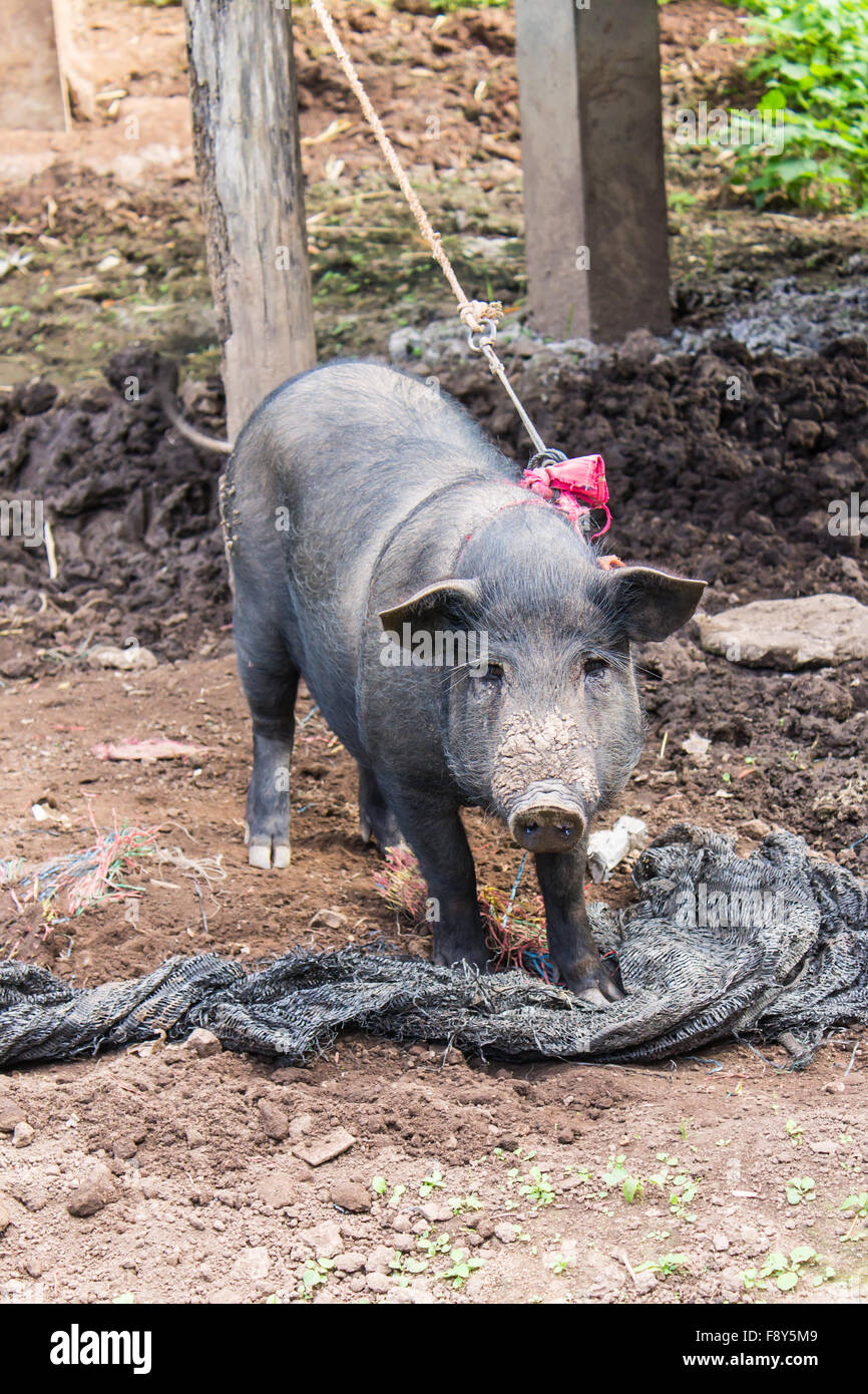 Thai Pig, Wild boar Stock Photo - Alamy