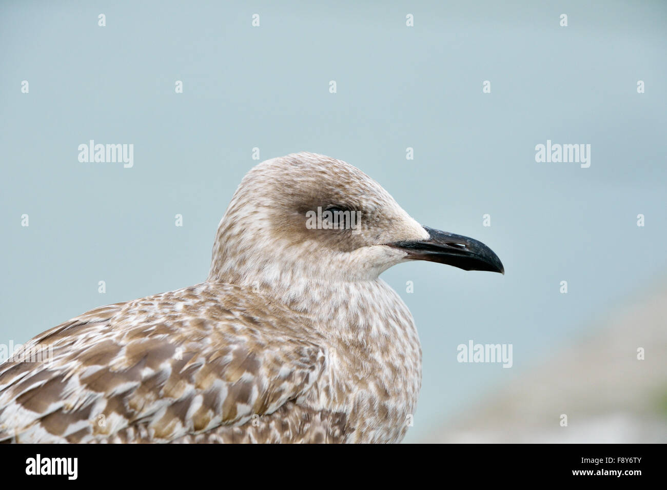 Juvenile Herring gull (Larus argentatus), UK Stock Photo - Alamy