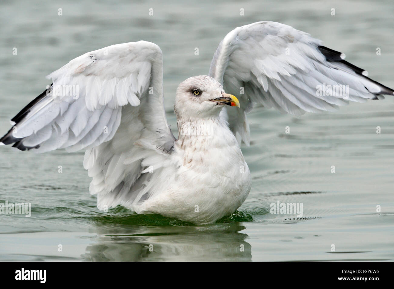 Herring gull land hi-res stock photography and images - Alamy