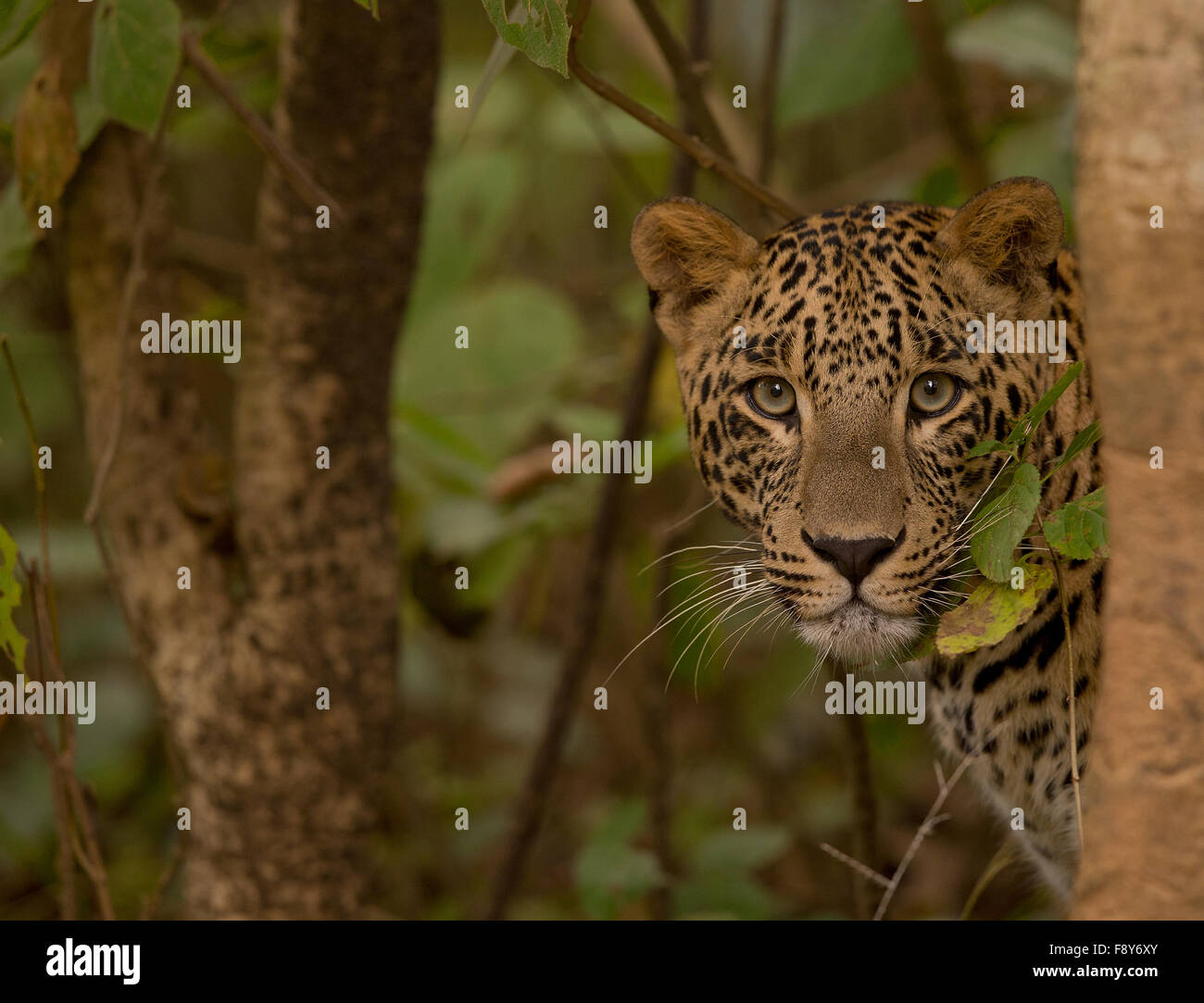 Portrait of a wild leopard in India Stock Photo - Alamy