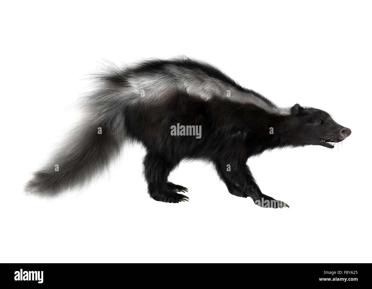 3D digital render of a striped skunk or Mephitis mephitis isolated on ...
