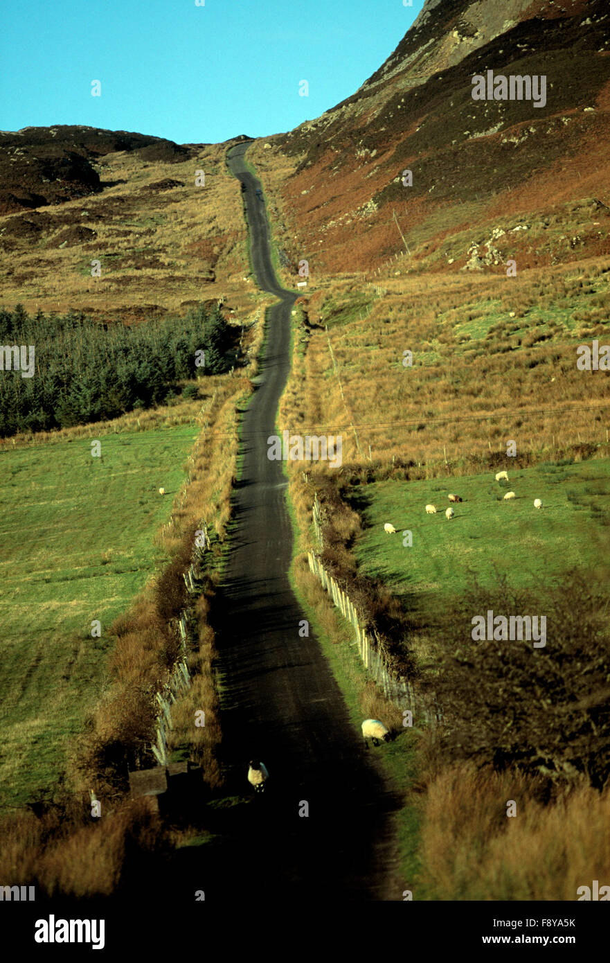 Long road in rural Ireland with sheep and rolling hills Stock Photo - Alamy