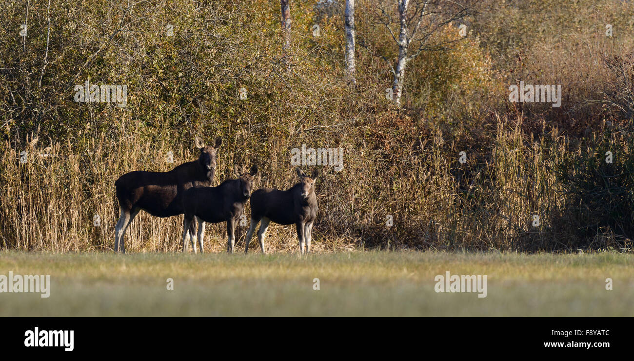Moose cow (Alces alces) with two calves at Matsalu National Park ...
