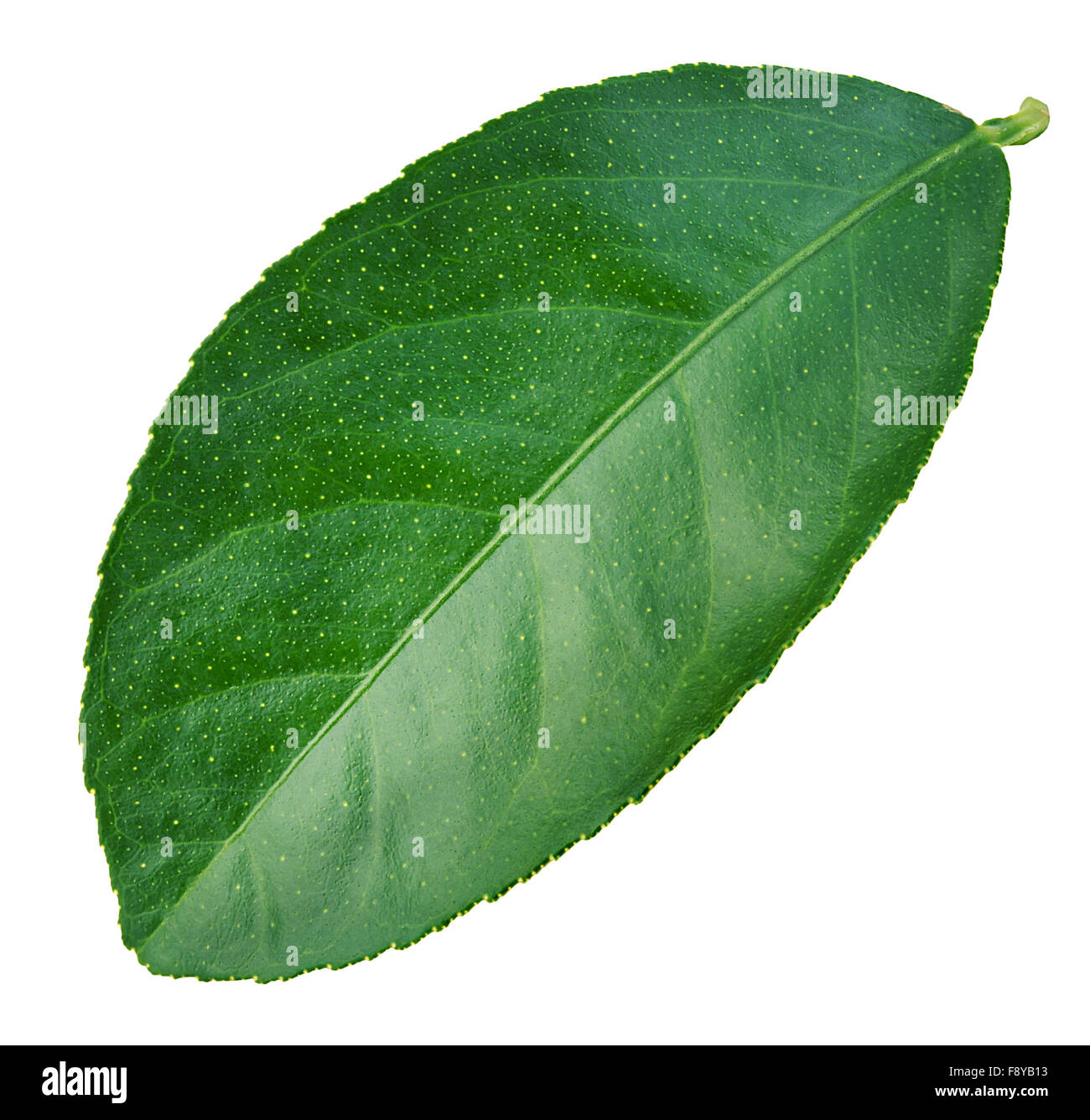 Leaf lemon citrus isolated on white background Stock Photo - Alamy