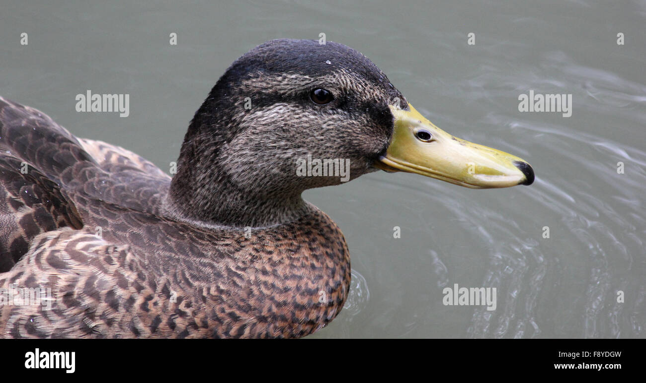 Mallard Head High Resolution Stock Photography and Images - Alamy