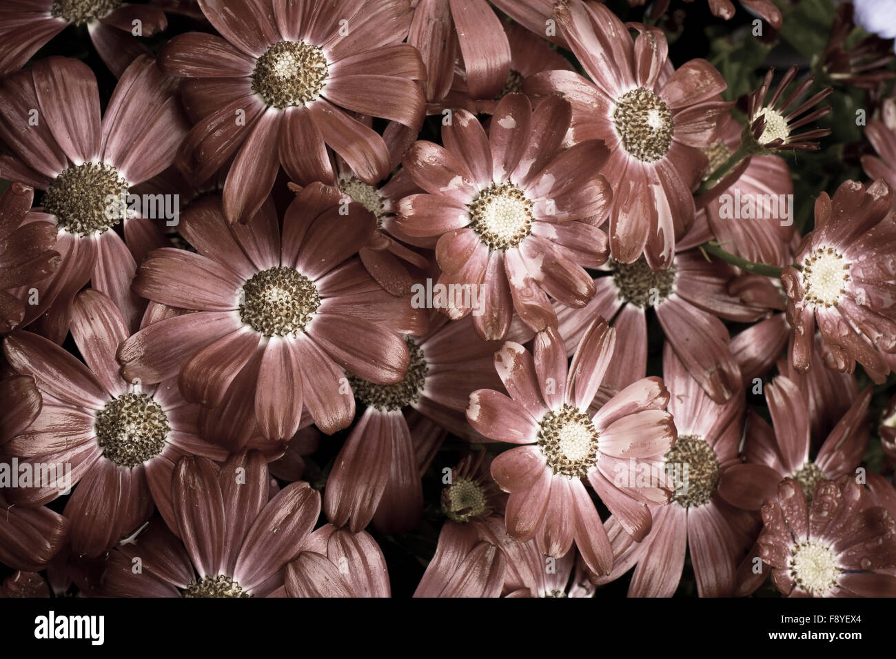 Pink flower in chiang hi-res stock photography and images - Alamy