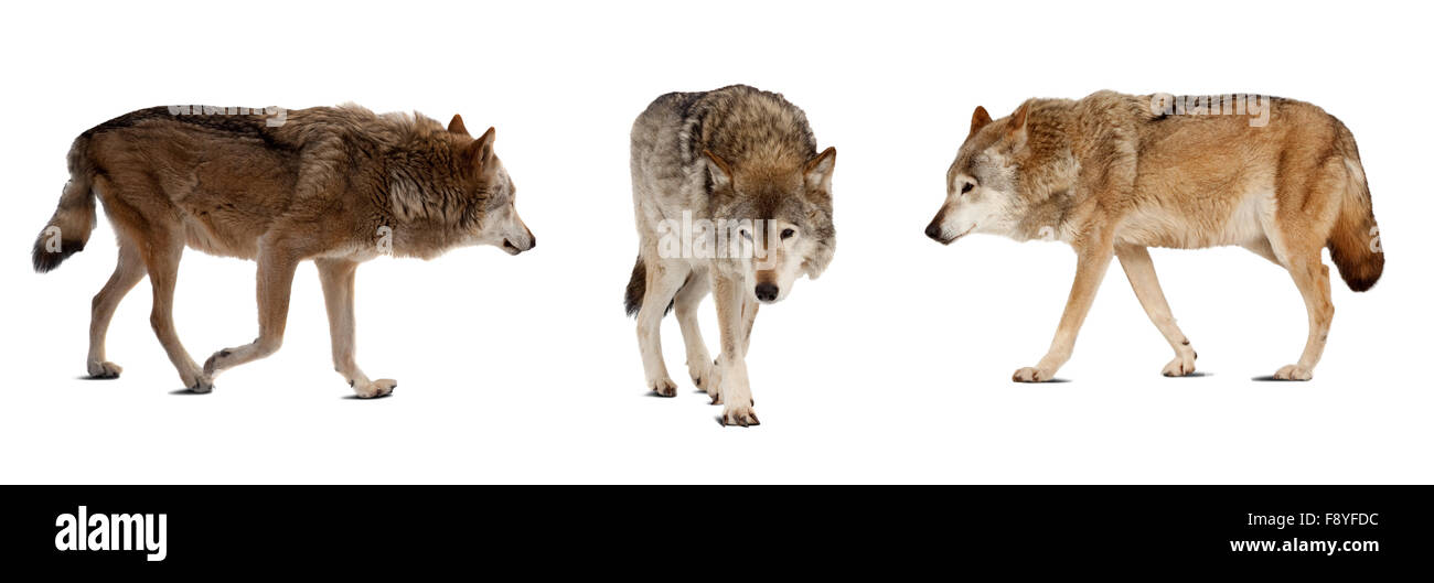 Set of few wolves. Isolated over white background with shade Stock ...